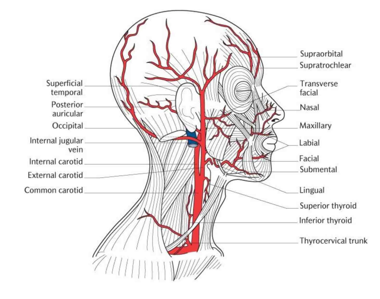 Unit 2: Essential Facial Anatomy – Vindoc Training