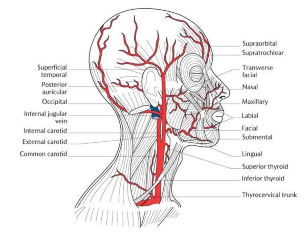 Unit 2: Essential Facial Anatomy – Vindoc Training