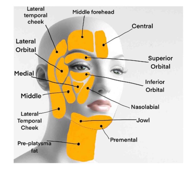 Unit 2: Essential Facial Anatomy – Vindoc Training